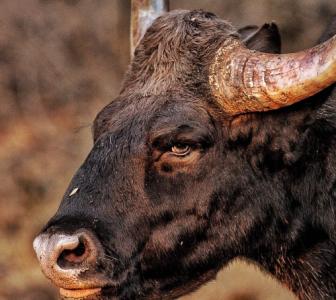 8 traditional Goan recipes - Rediff.com Get Ahead