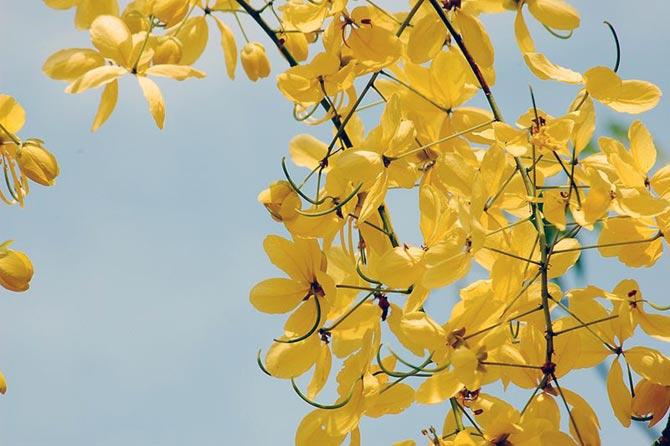 Vishu kani, kaineetam and more - Rediff.com Get Ahead