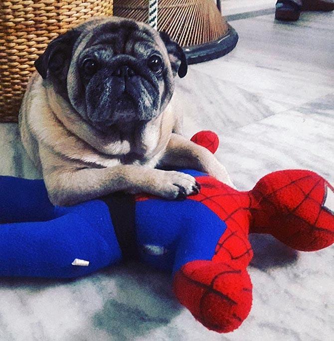 Pet pics: This pug loves Spider-Man - Rediff.com Get Ahead