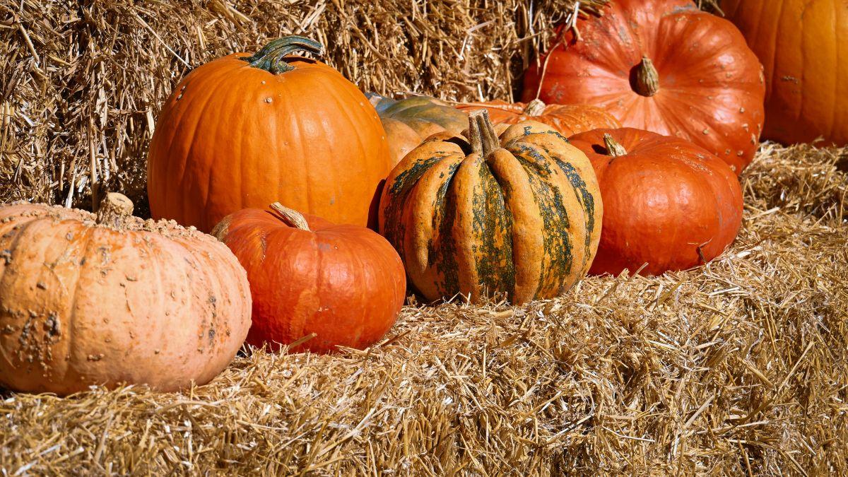 Pumpkin Pumpkin, Go Go: 7 Reasons | Rediff-TV | Rediff.com