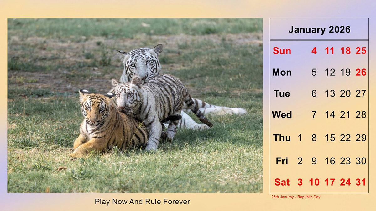 2026 Calendar: Sherni And Her Cubs | Rediff-TV | Rediff.com