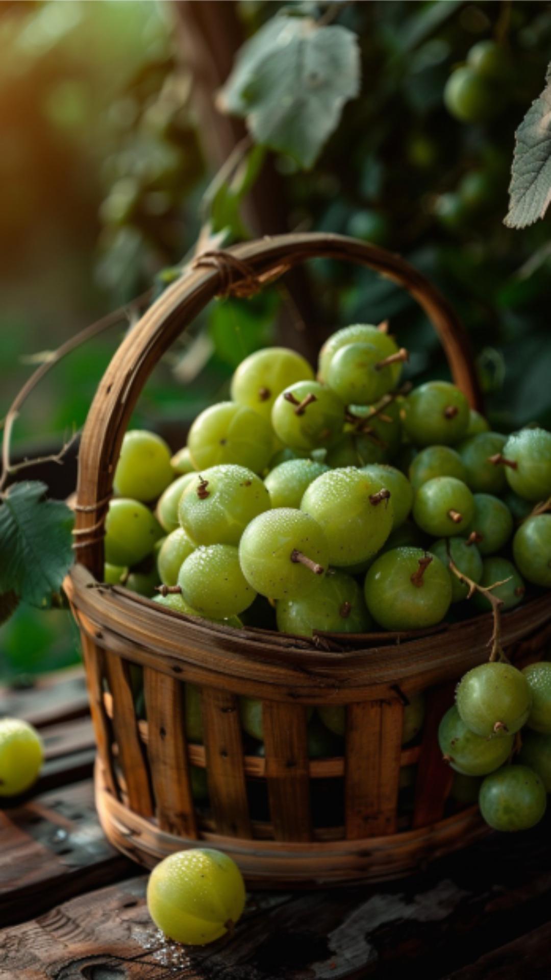 7 Reasons Why Amla Is So Good For You - Rediff Getahead