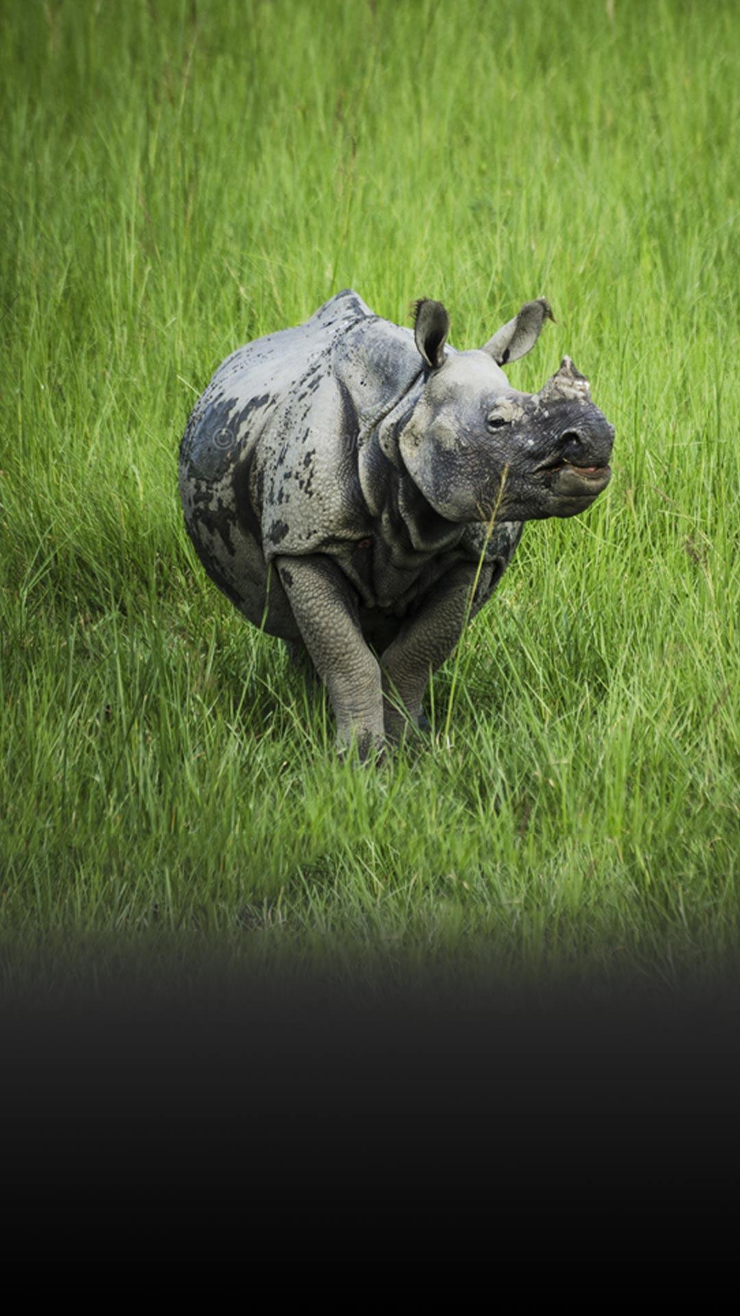 World Wildlife Day: 8 Rare Animals Only Seen In India - Rediff Getahead