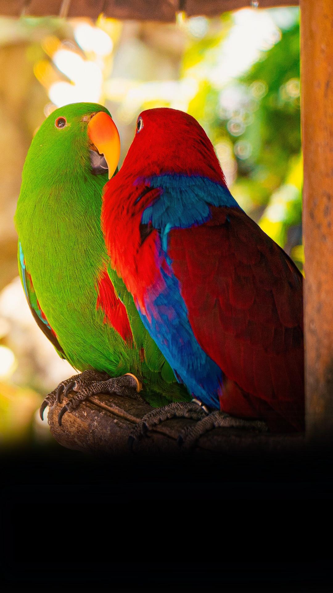 Parrots! Why India Loves Them - Rediff Getahead