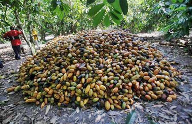 Mondelez India's successful cocoa story - Rediff.com Business