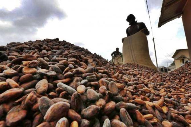 Mondelez India's successful cocoa story - Rediff.com Business