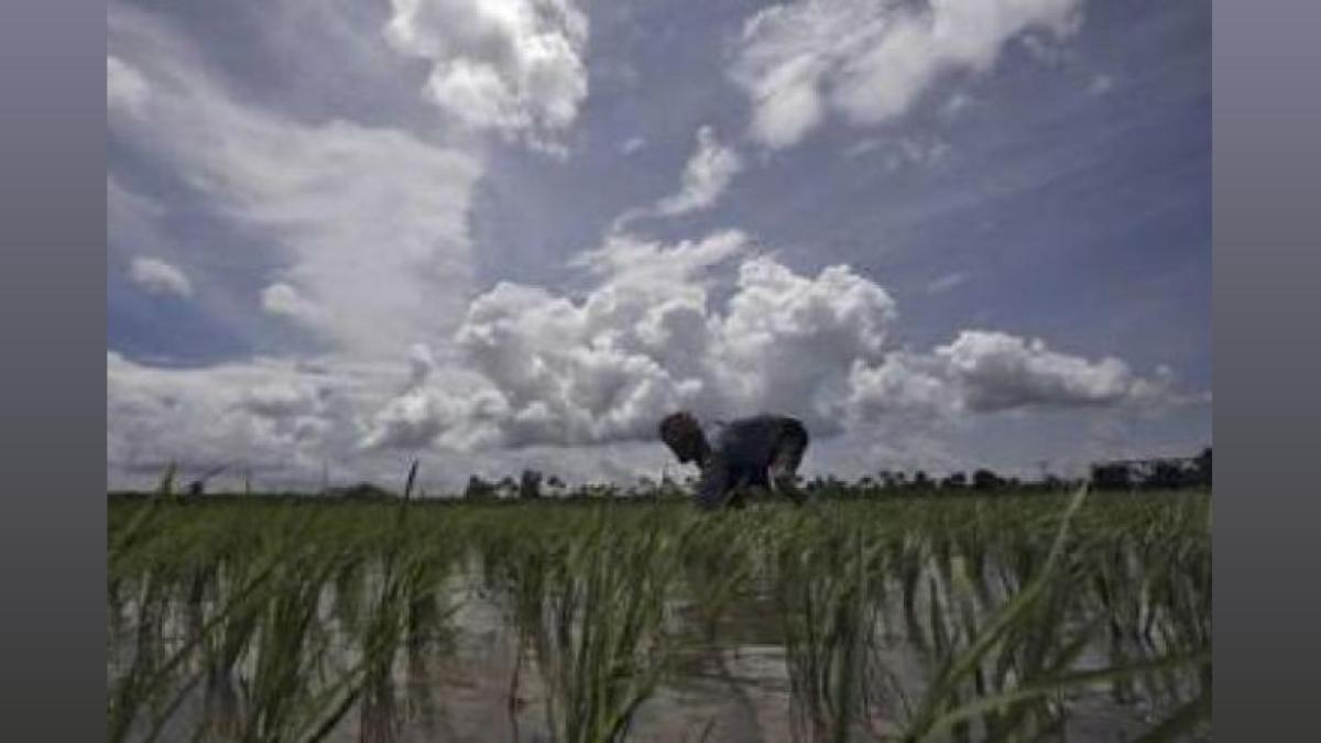 Below Normal Monsoon Likely This Year: IMD: Rediff Moneynews