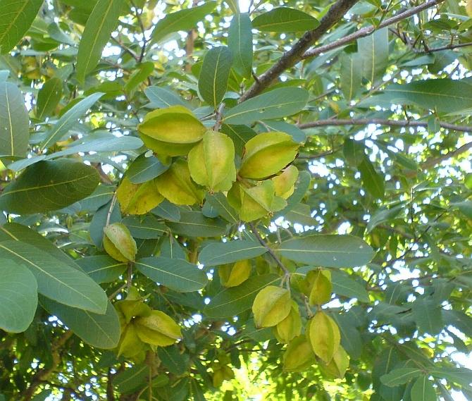 Coming soon: Only 'Hindu trees' in Mumbai? - Rediff.com India News