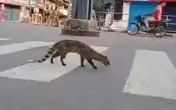 SPOTTED: Small civet on city road, thanks to lockdown - Rediff.com ...