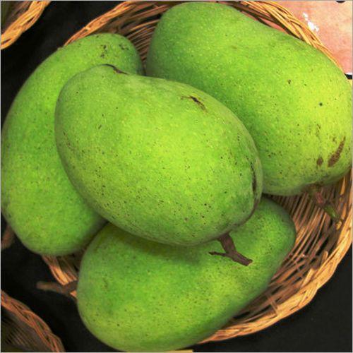 Himsagar -- the king of mangoes