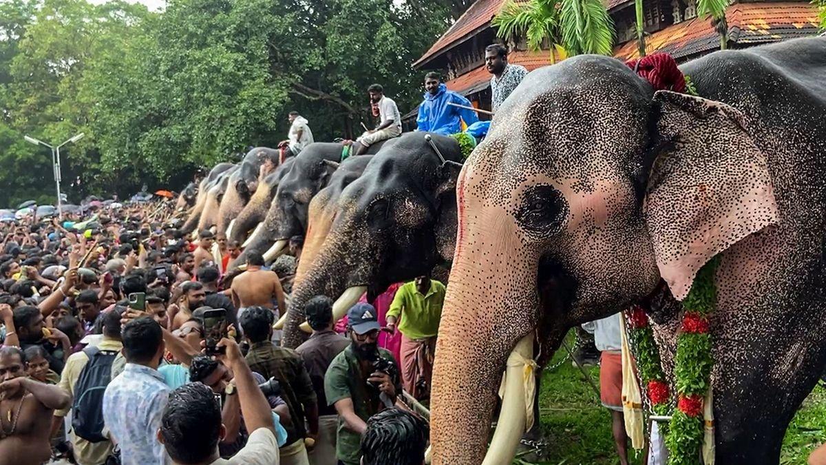 3 dead in stampede as elephants panic at Kerala temple - Rediff.com ...