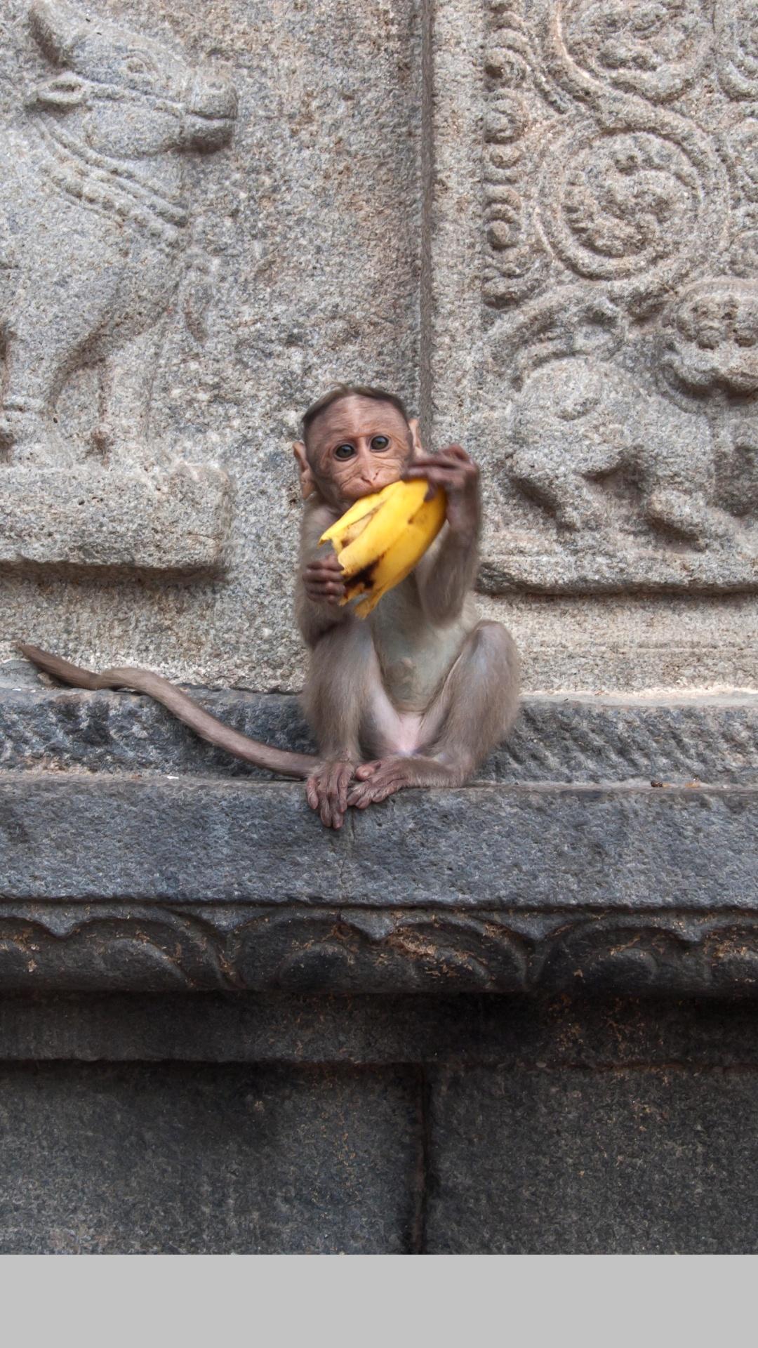 9 Temples In India Dedicated To Animals | Rediff-TV | Rediff.com