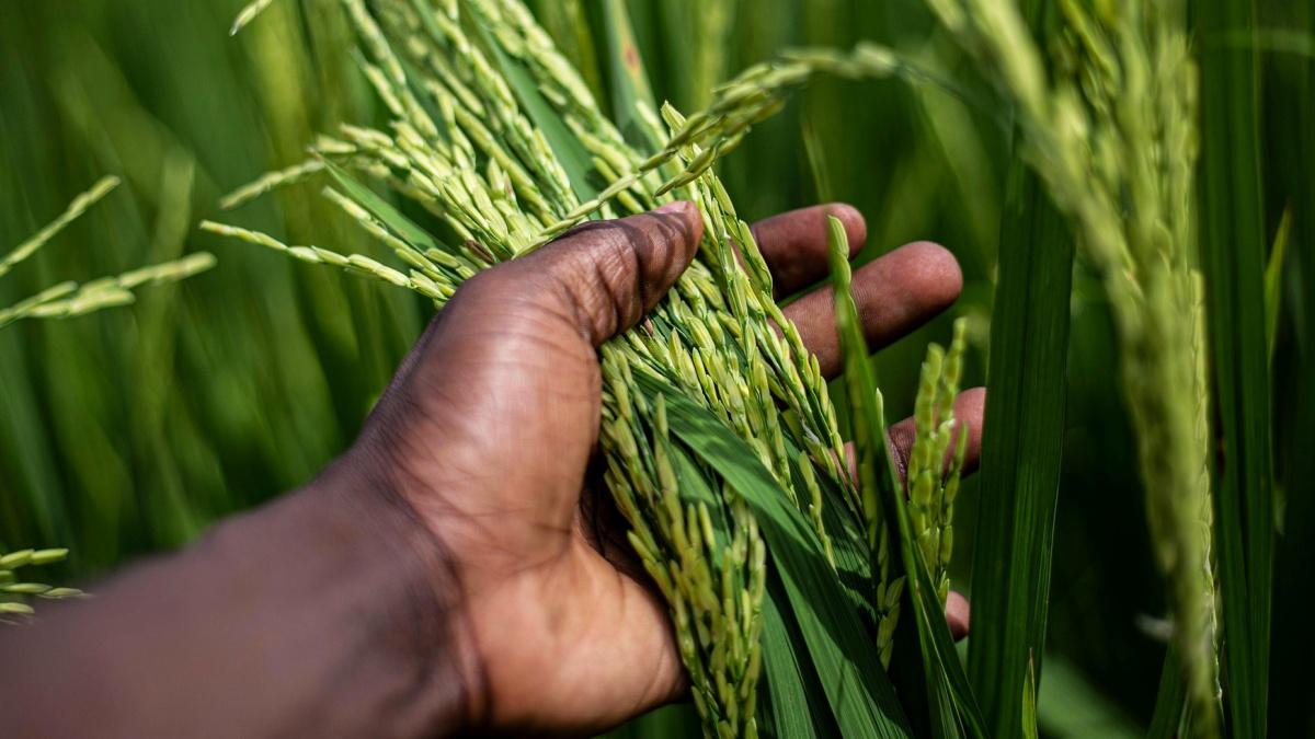 India Rolls Out Next-Gen Rice Varieties - Rediff.com Business